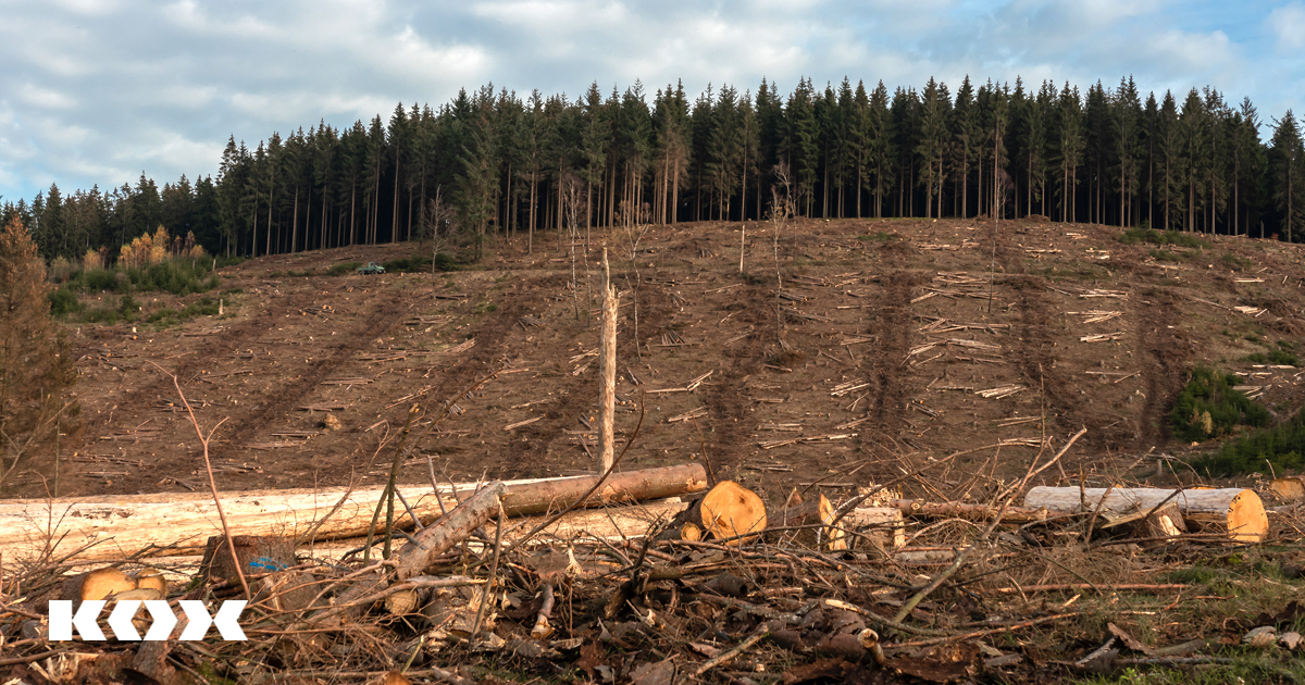 Waldsterben 2.0 in Europa: 5 Forst Fakten und was wir dagegen tun können